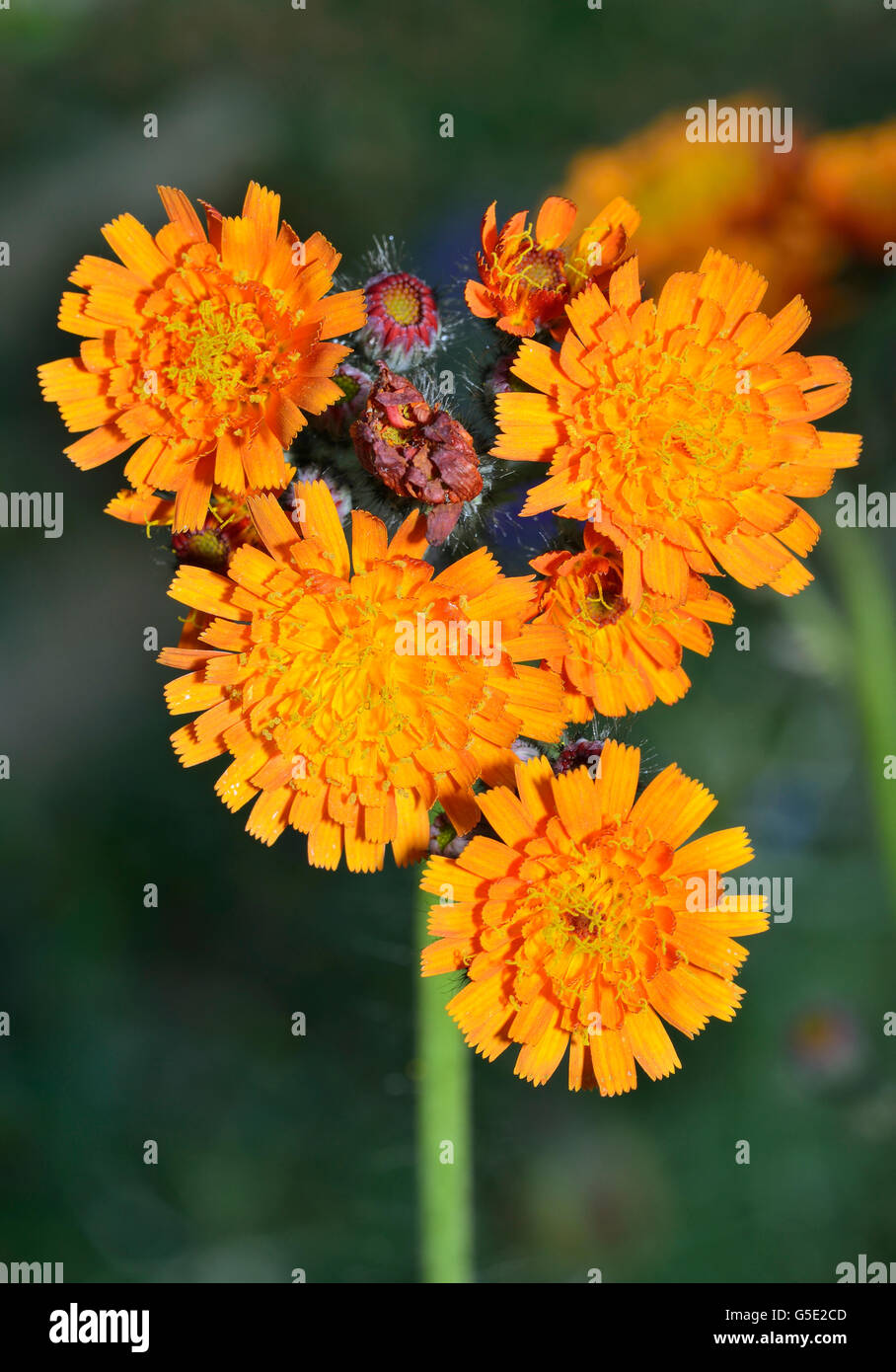 Orange Hawkweed or Fox-and-Cubs - Pilosella aurantiaca Stock Photo - Alamy