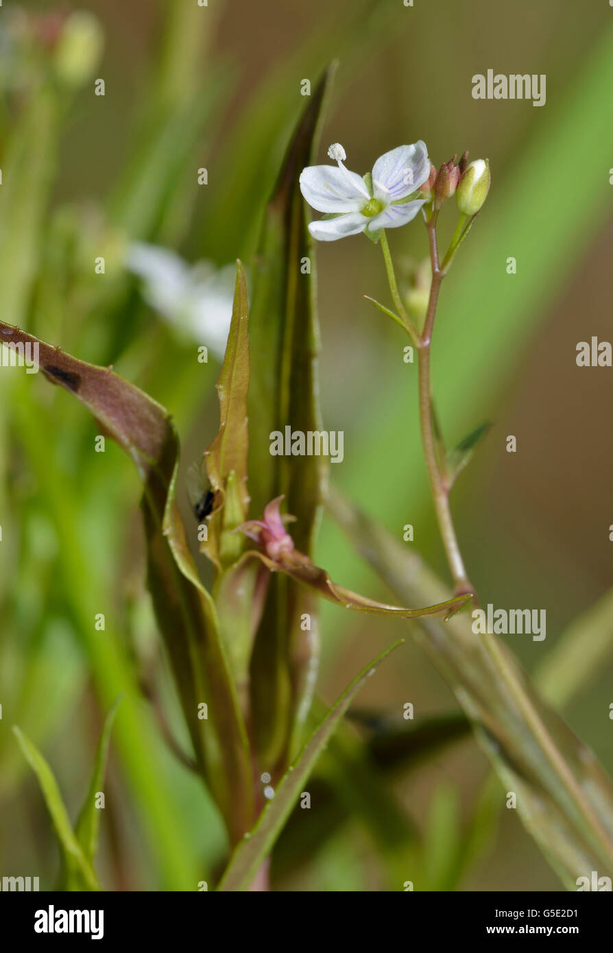 Marsh Speedwell - Veronica scutellata Small Wetland Flower Stock Photo ...