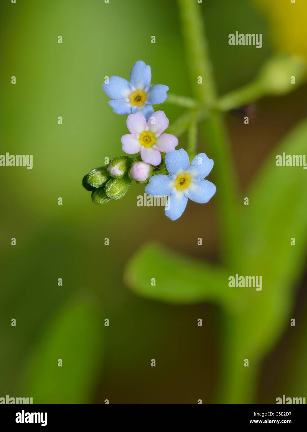 Water Forget-me-not - Myosotis scorpioides A Wetland Forgetmenot Stock ...