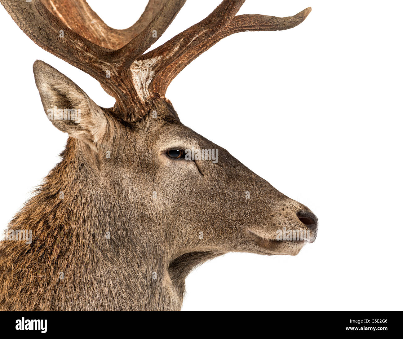 Close-up of a Red deer stag in front of a white background Stock Photo ...