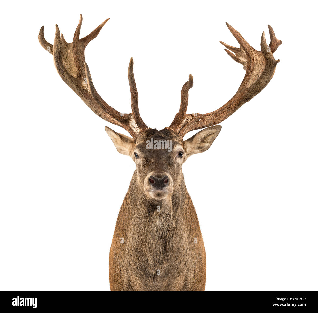 Stag deer facing camera hi-res stock photography and images - Alamy