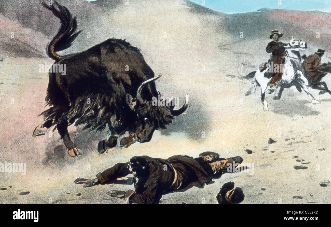 Der wilde Yak. Wild yak. travel, history, historical, 1910s, 20th ...