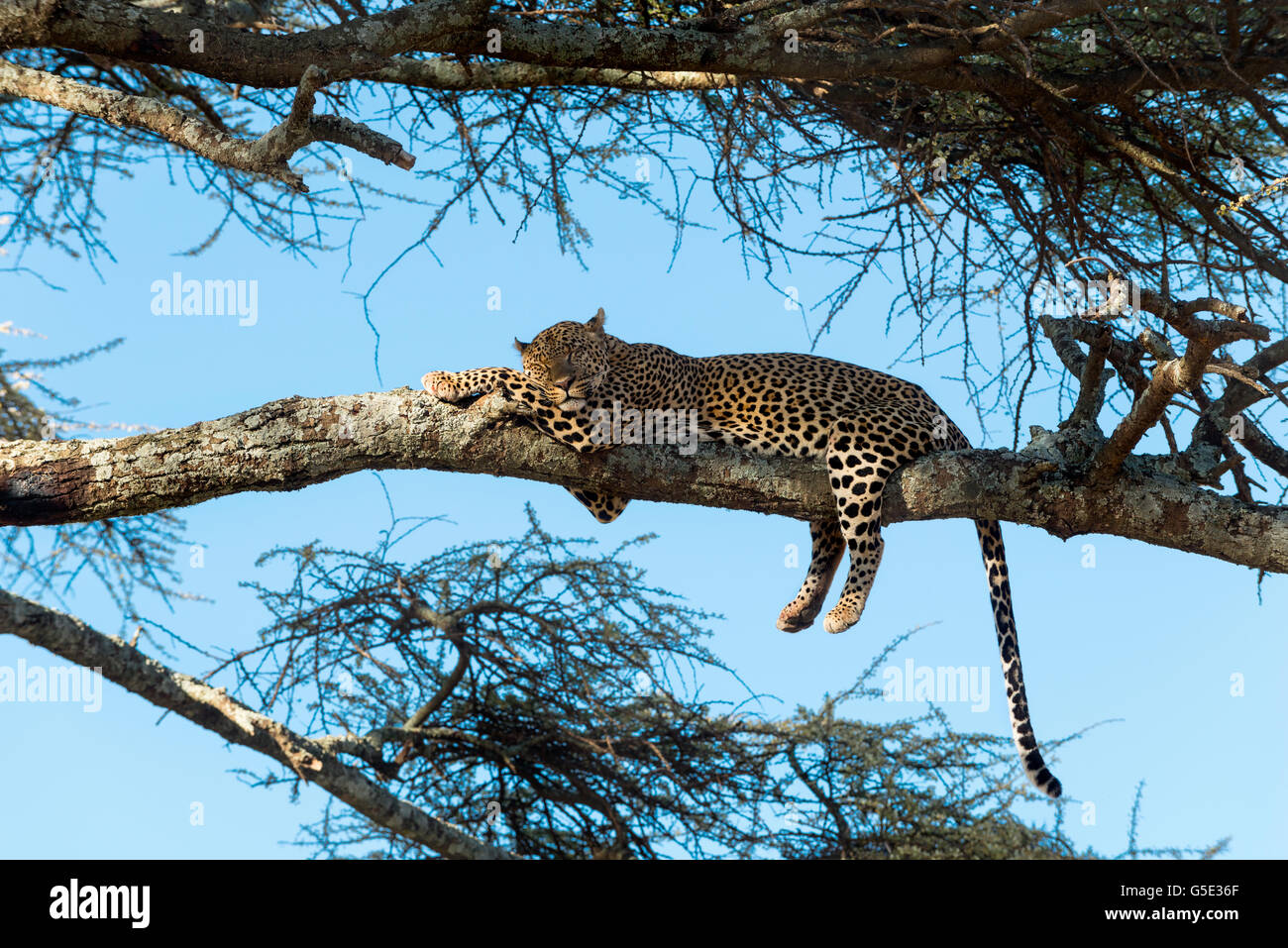Leopard rest resting branch hi-res stock photography and images - Alamy