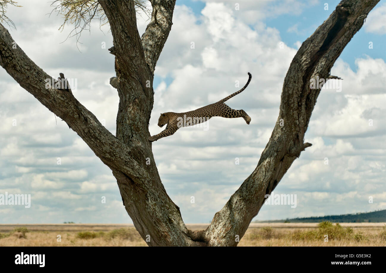 Leopard jumping from a tree, Serengeti, Tanzania Stock Photo - Alamy