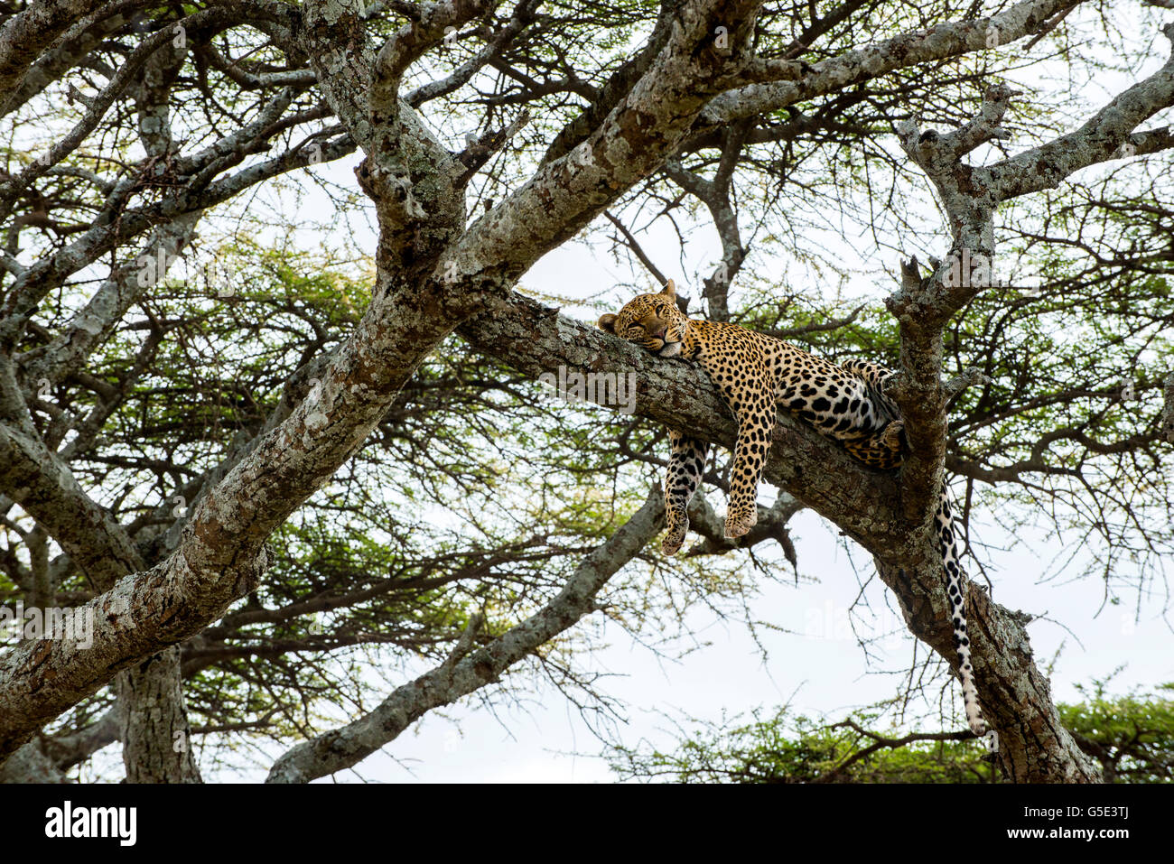 Leopard rest resting branch hi-res stock photography and images - Alamy