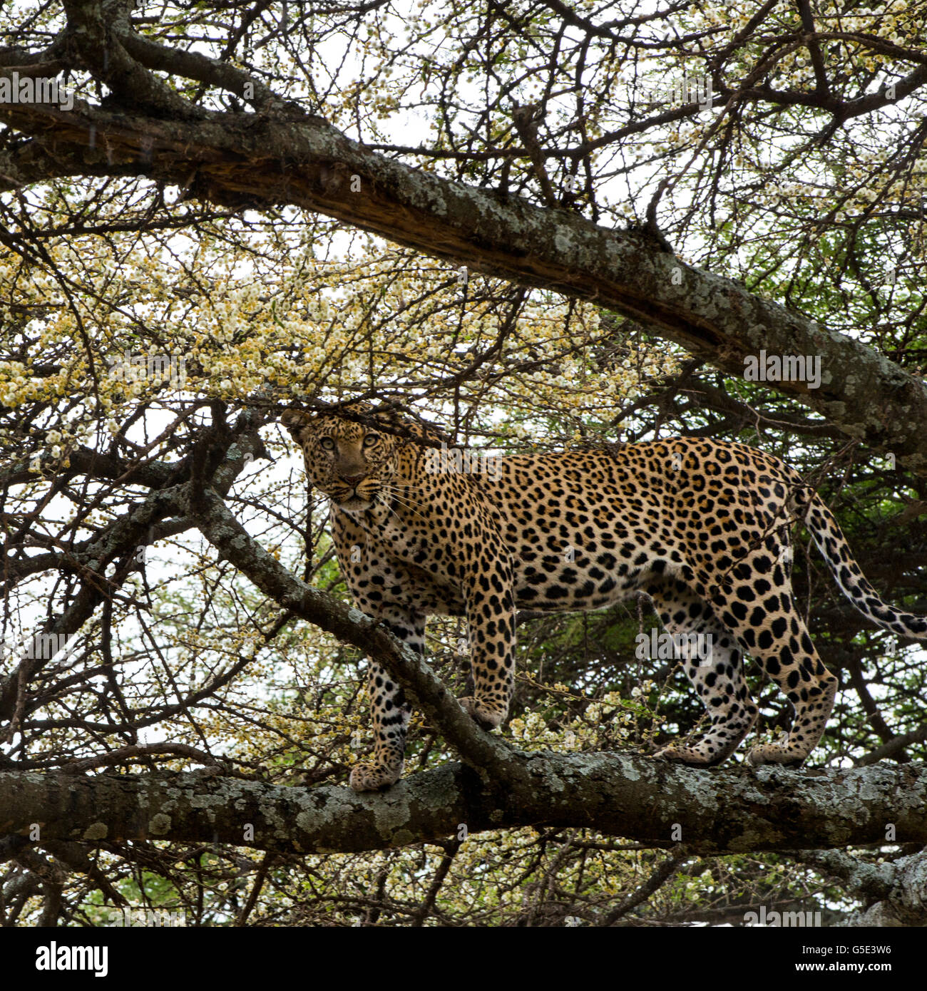 Leopard standing hi-res stock photography and images - Alamy
