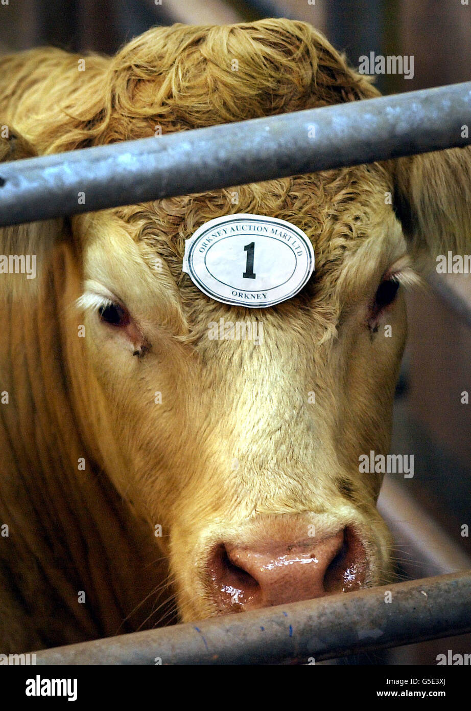 The first cow to be sold at cattle auction in the UK since the outbreak ...