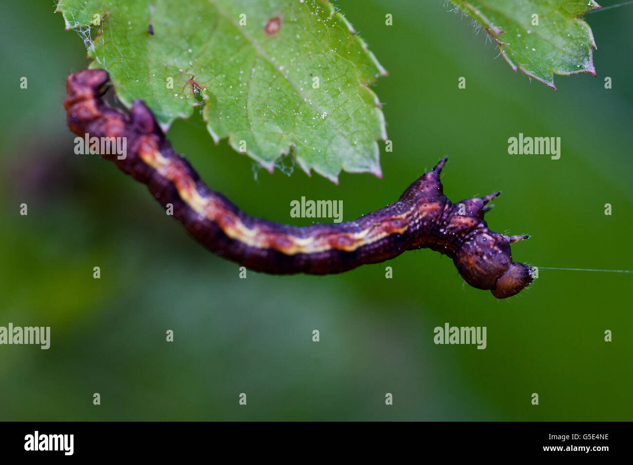 Mottled Umber (Erannis defoliaria), caterpillar Stock Photo - Alamy