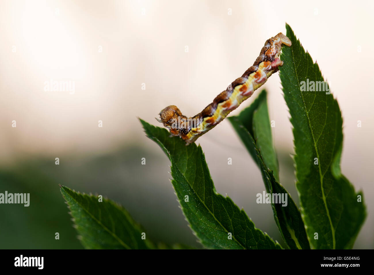 Mottled Umber (Erannis defoliaria), caterpillar Stock Photo - Alamy