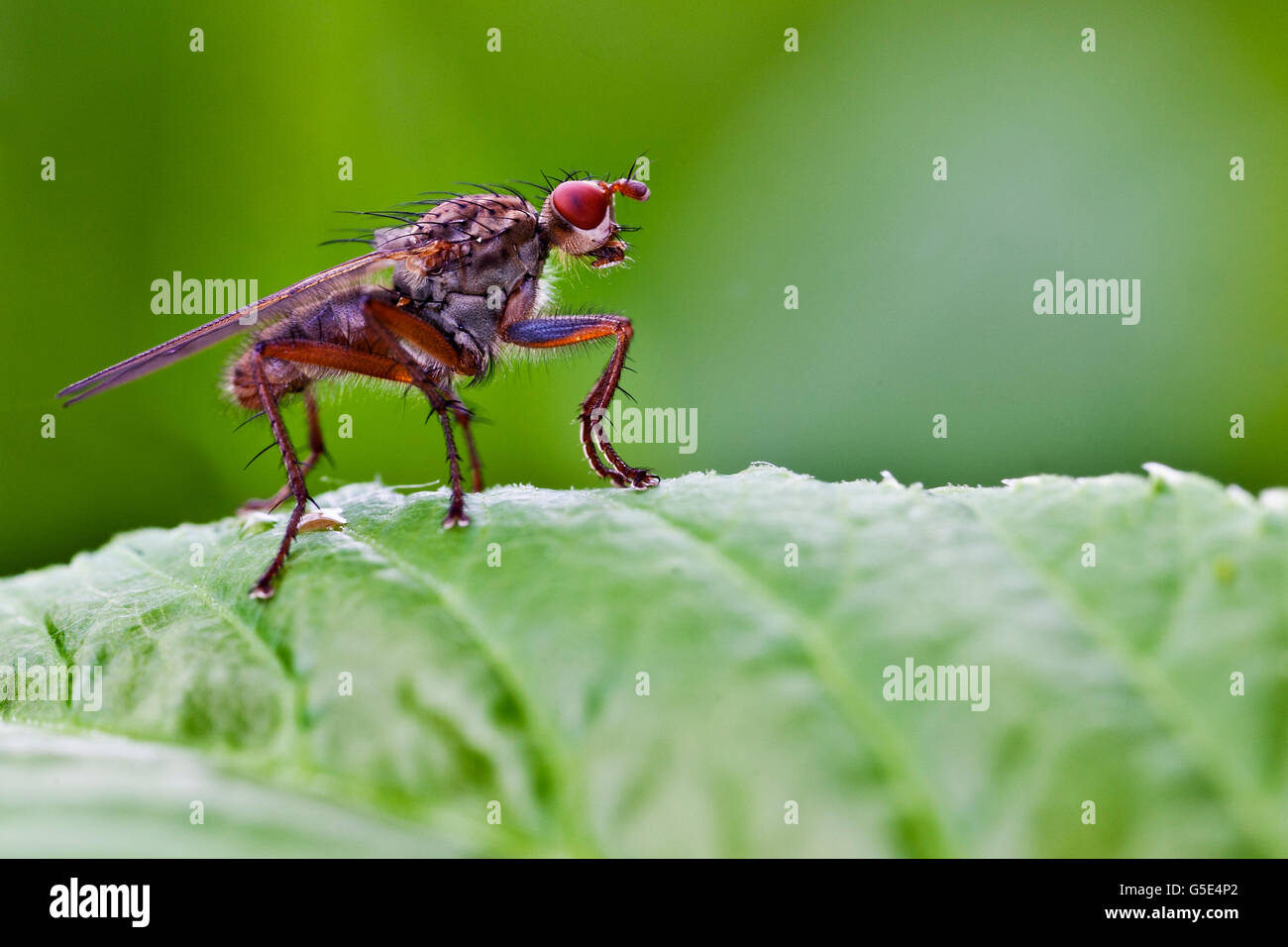 Common Yellow Dung Fly or Golden Dung Fly (Scatophaga stercoraria ...