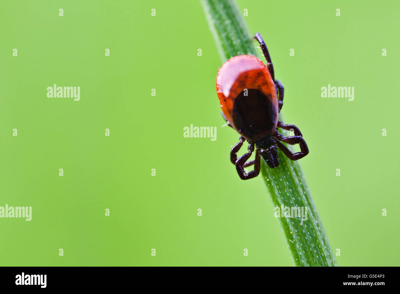 Castor Bean Tick (Ixodes ricinus), on a blade of grass Stock Photo - Alamy