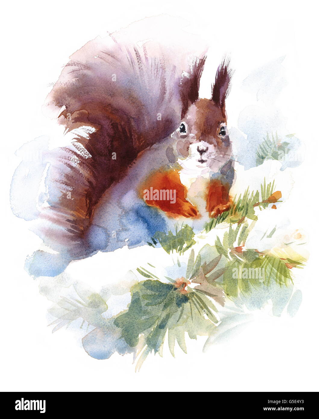 Watercolor Squirrel Hand Painted Illustration of Wild Animal Rodent ...