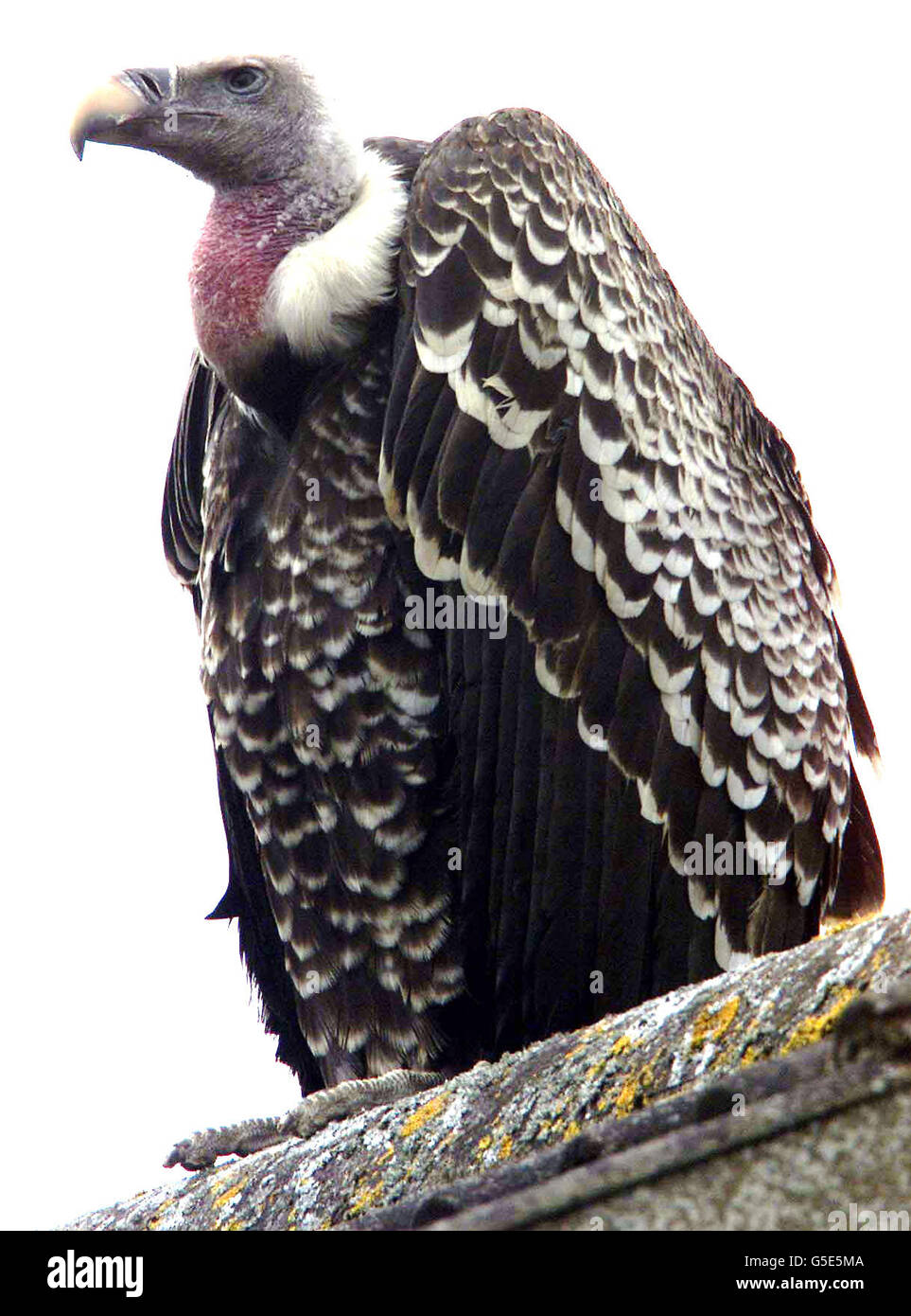 Suffolk the ruppells vulture which escaped from zoo near thetford hi ...