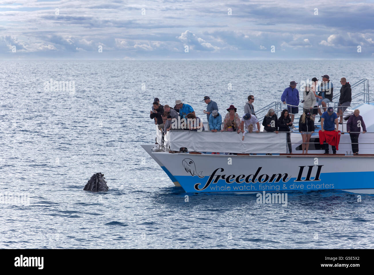 Group of tourists watching humpback whale (Megaptera novaeangliae) at ...