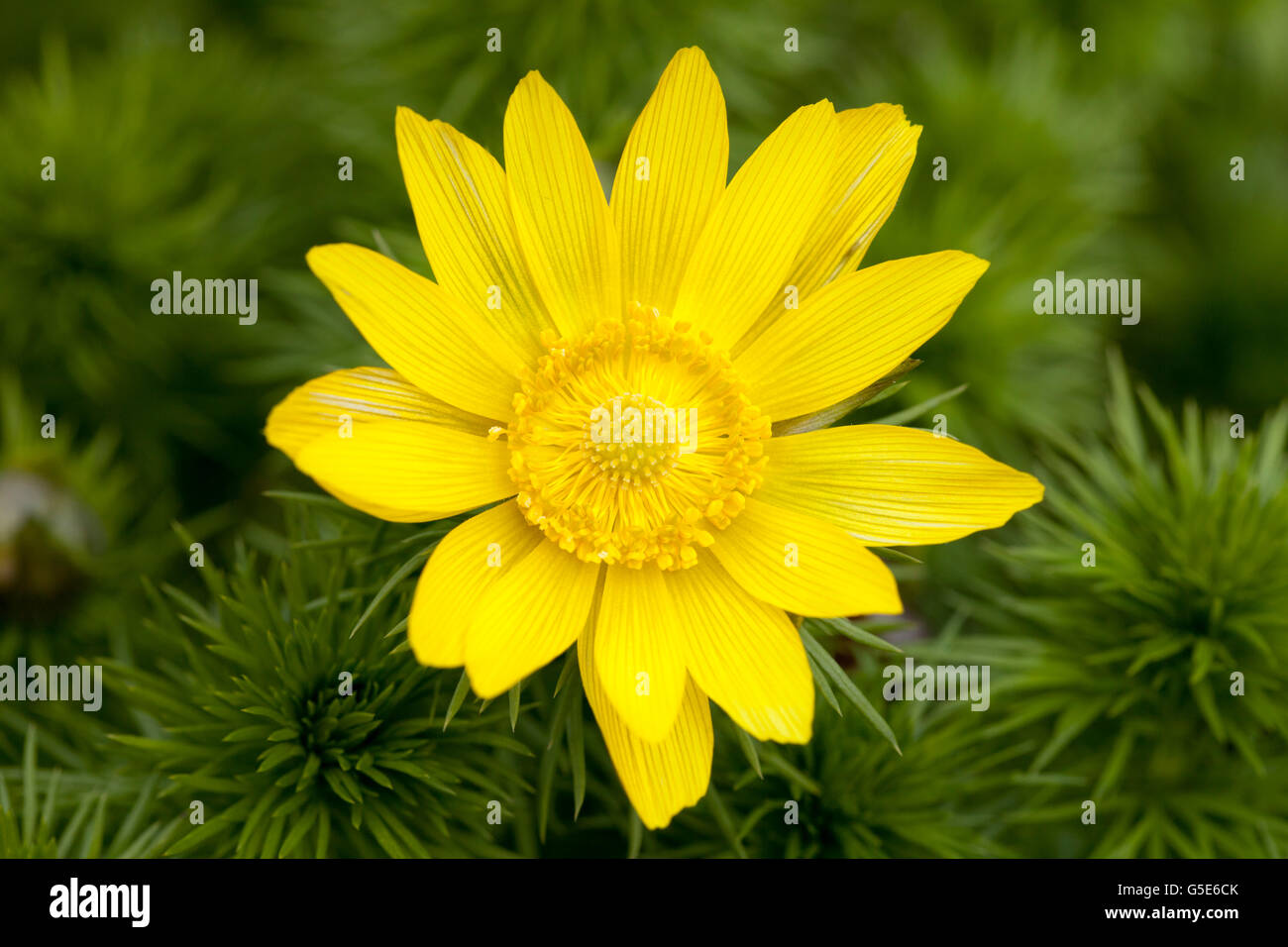 Pheasant's eye, Spring pheasant's eye, Yellow pheasant's eye or False ...