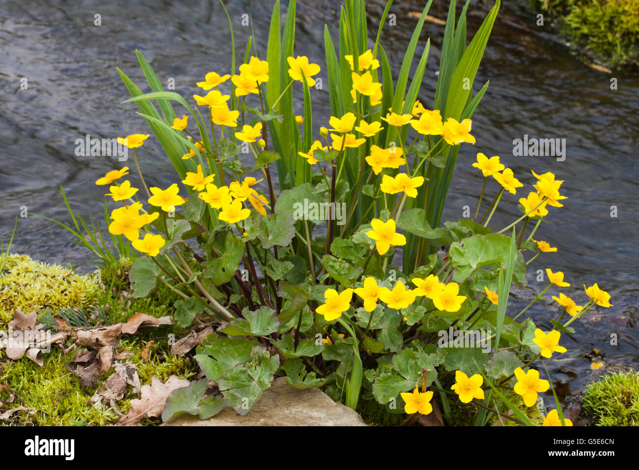 Kingcups or Marsh Marigolds (Caltha palustris), Botanical Garden ...