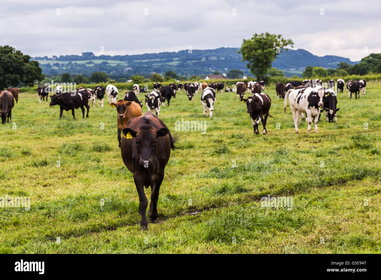 Seen between the Shropshire Union Canal & River Gowy in Cheshire Stock ...