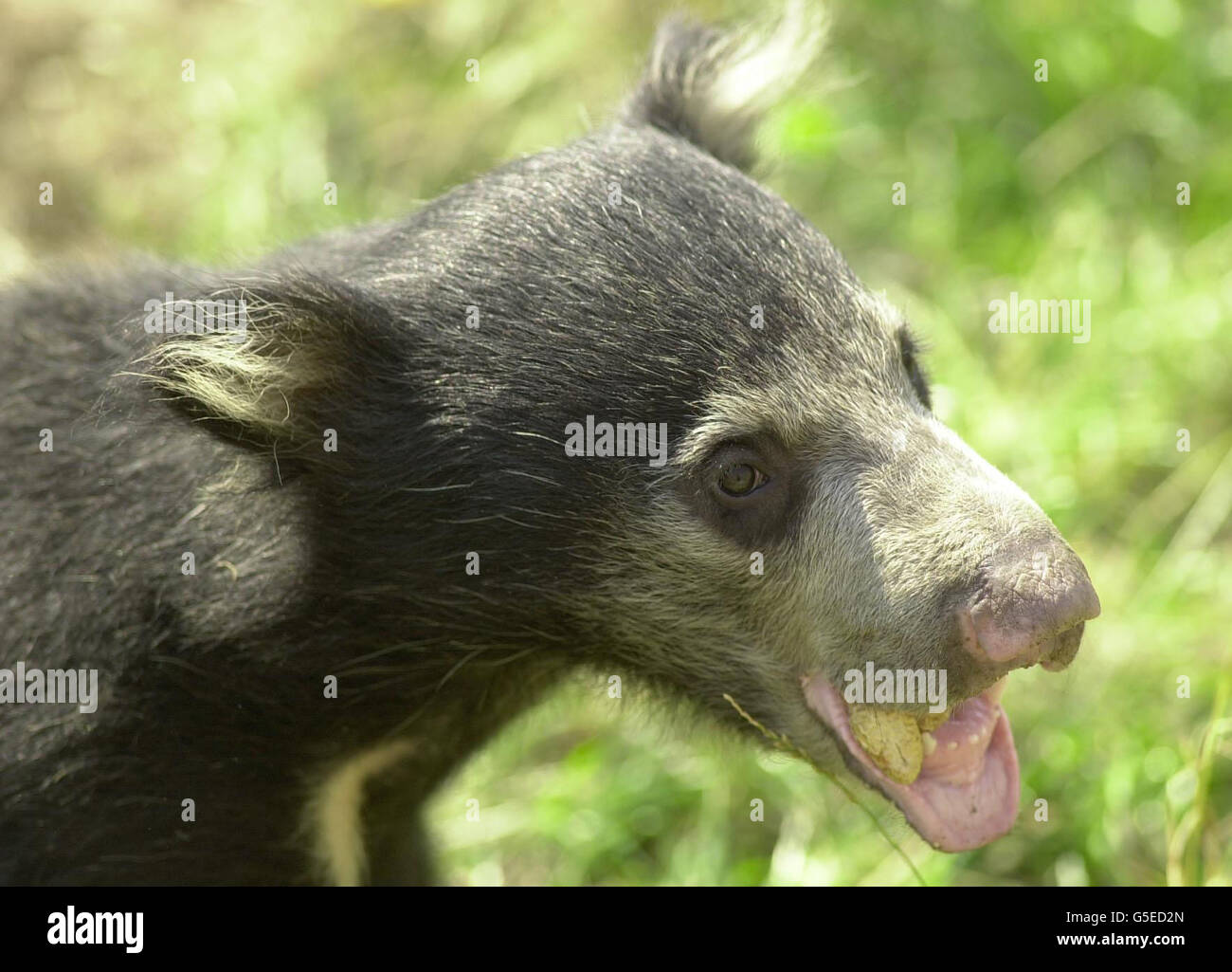 Sloth bear cub Stock Photo - Alamy