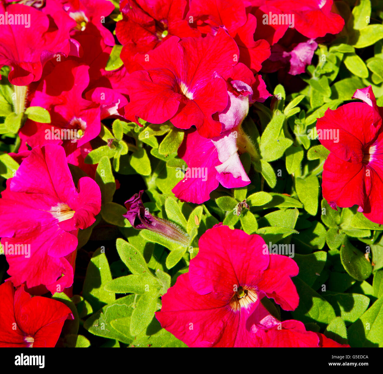 in the spring colors oman flowers and garden Stock Photo - Alamy