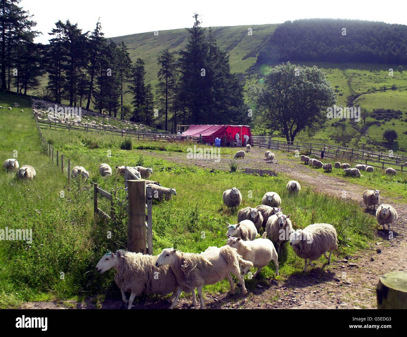 Testing being carried out on sheep in the Brecon Beacons National Park ...
