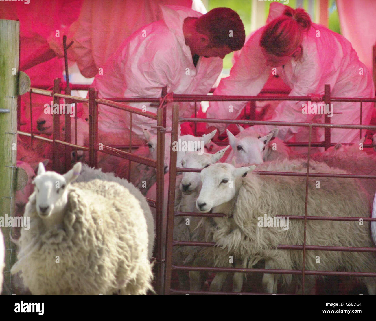 An unidentified woman carries out testing on sheep in the Brecon ...