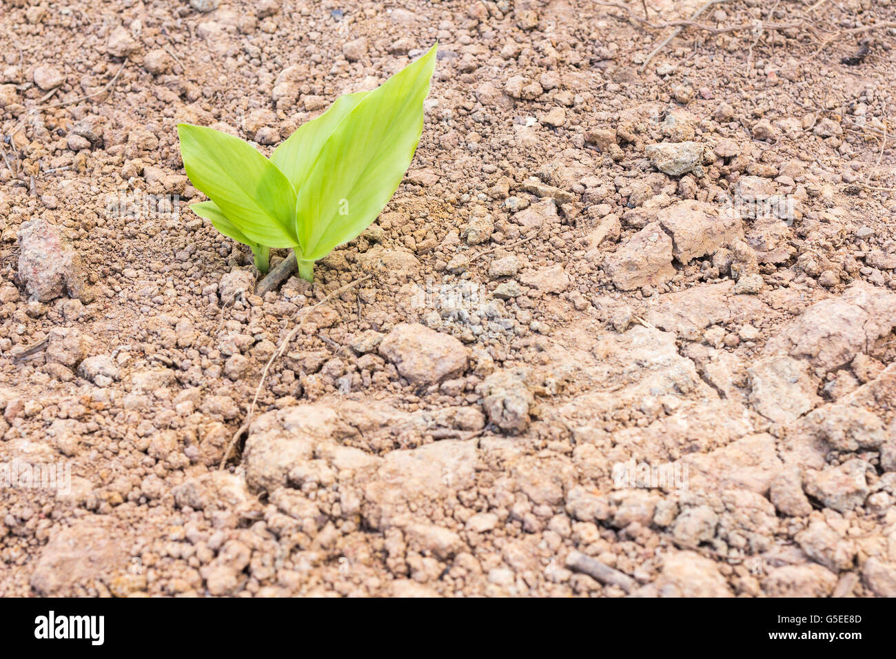 Close up of young plant growing from soil ground Stock Photo - Alamy