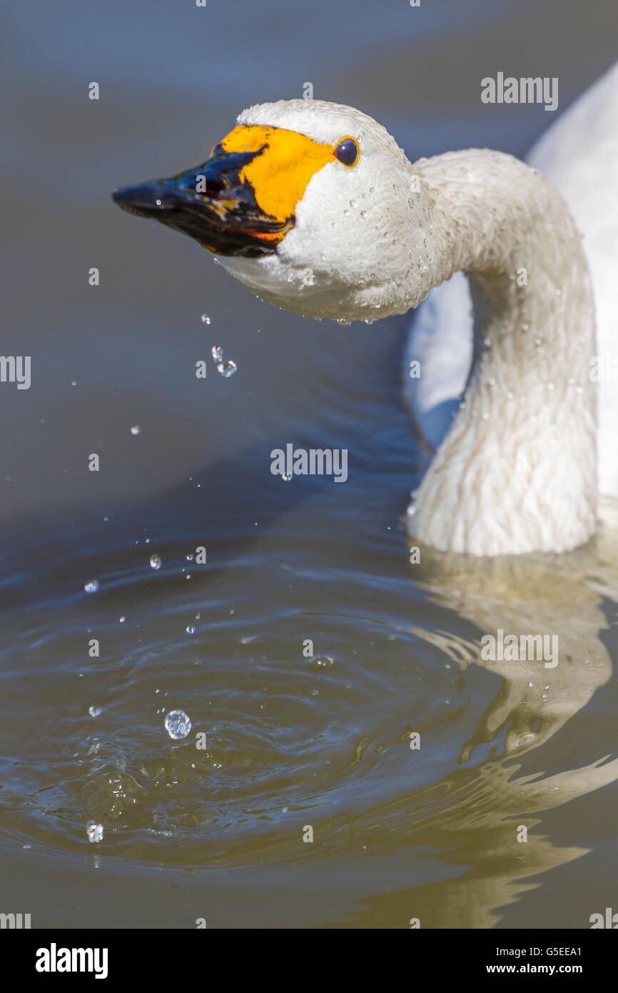 Bewick Swan at Slimbridge Stock Photo - Alamy