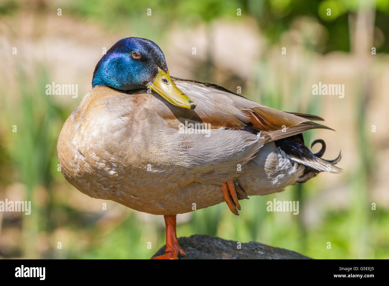 Khaki Campbell Duck at Slimbridge Stock Photo - Alamy