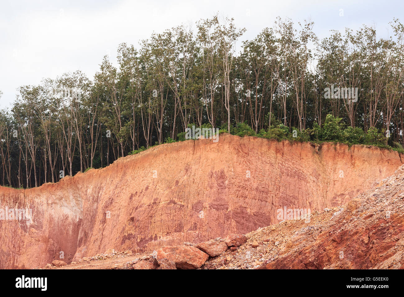 Tree and section of soil under condition of the erosion as the cliff by ...