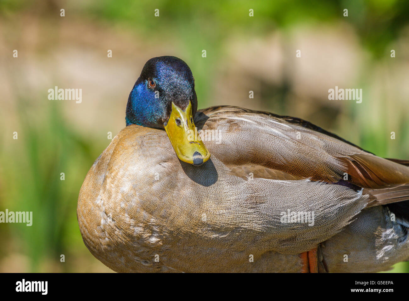 Khaki Campbell Duck at Slimbridge Stock Photo - Alamy