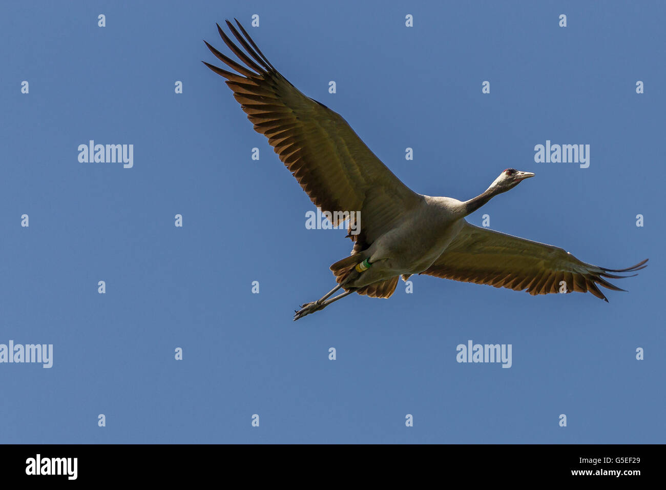 Common Crane in flight over Slimbridge Stock Photo - Alamy
