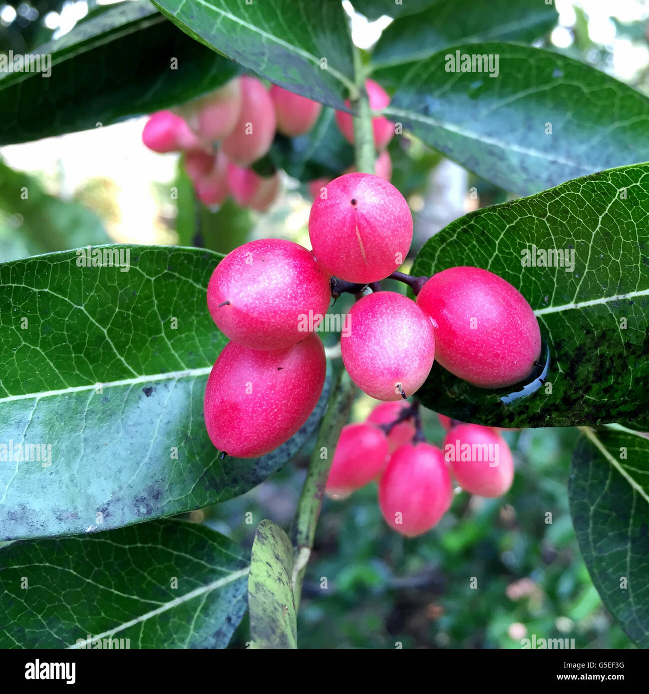 Karonda fruit hi-res stock photography and images - Alamy