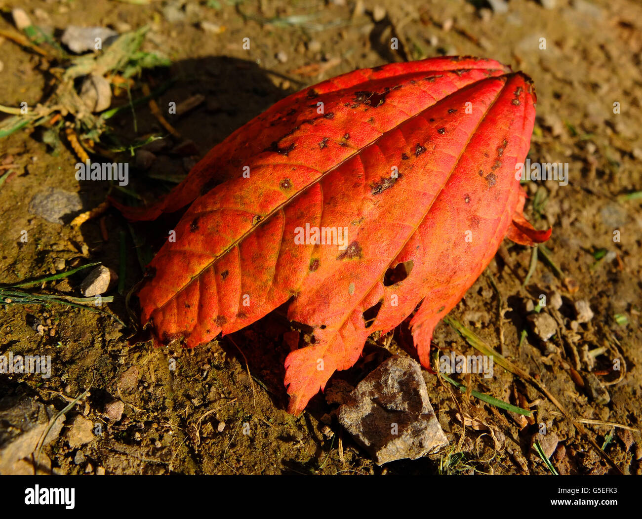 A leaf on he ground as trees are beginning to show their Autumn colours ...