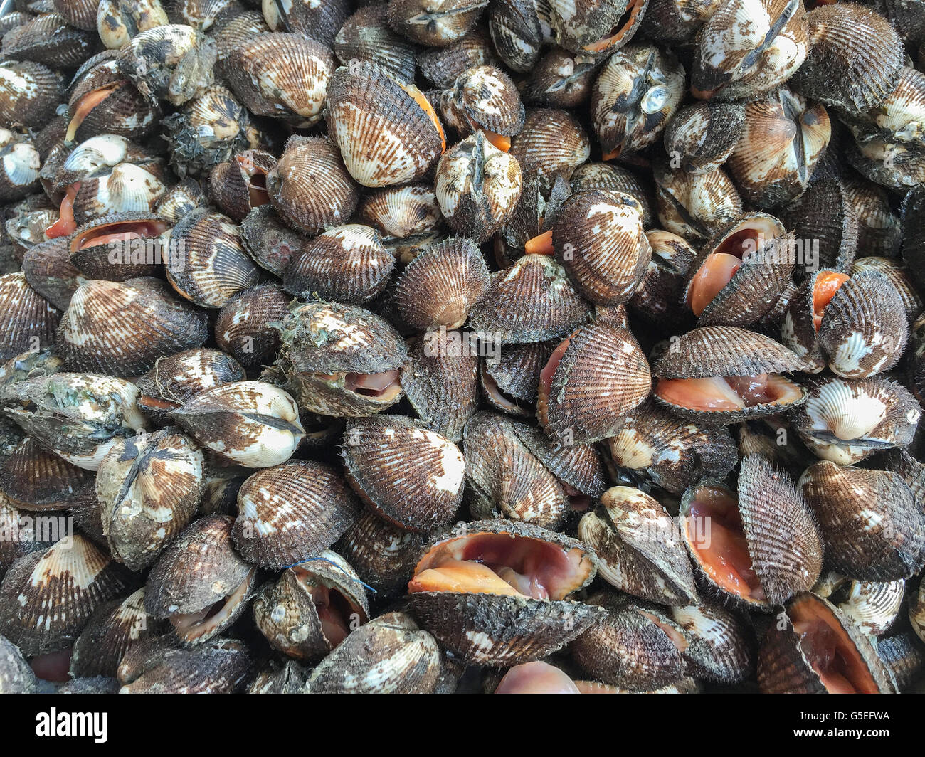 Cockle fishery hi-res stock photography and images - Alamy