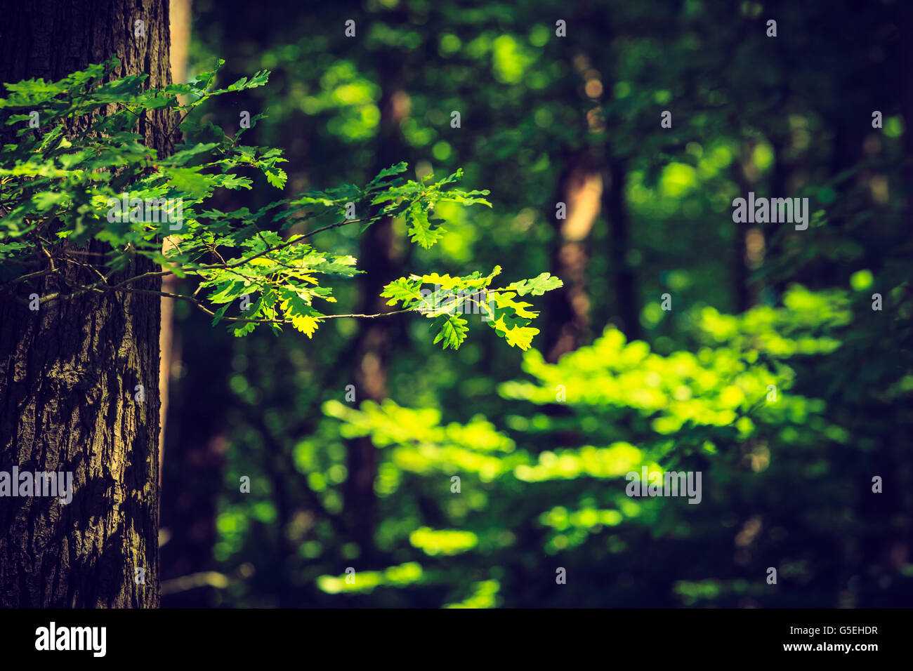 Nature foliage outdoor landscape concept. Sunlight breaking through ...