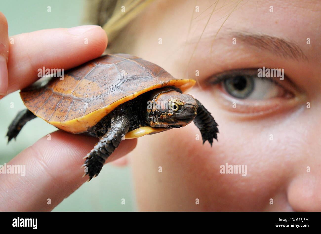 Baby turtle at Bristol Zoo Gardens Stock Photo - Alamy