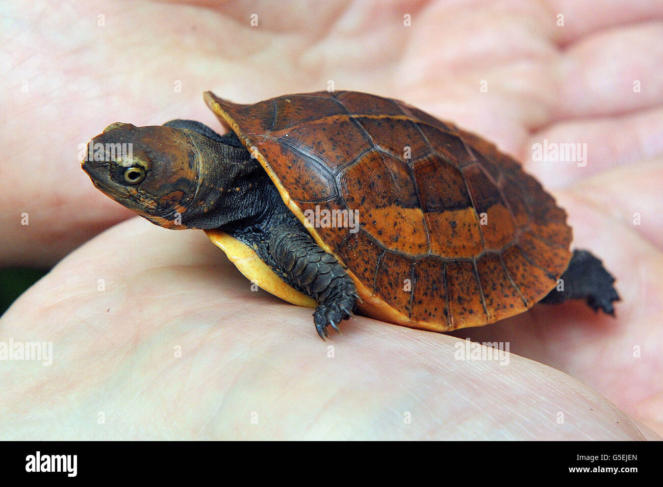 Baby turtle at Bristol Zoo Gardens Stock Photo - Alamy