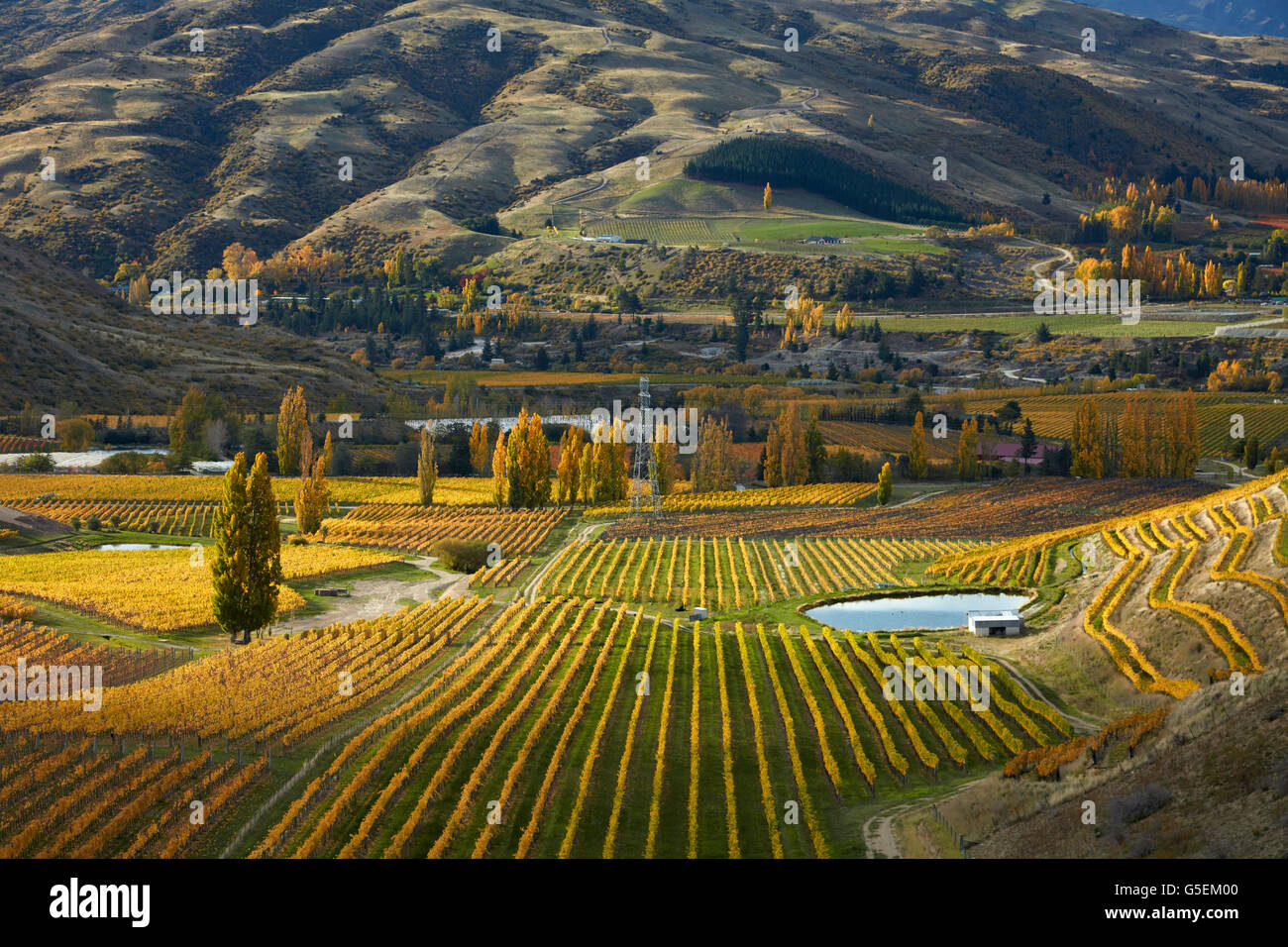 Autumn colours, Felton Road Vineyard, Bannockburn, near Cromwell ...