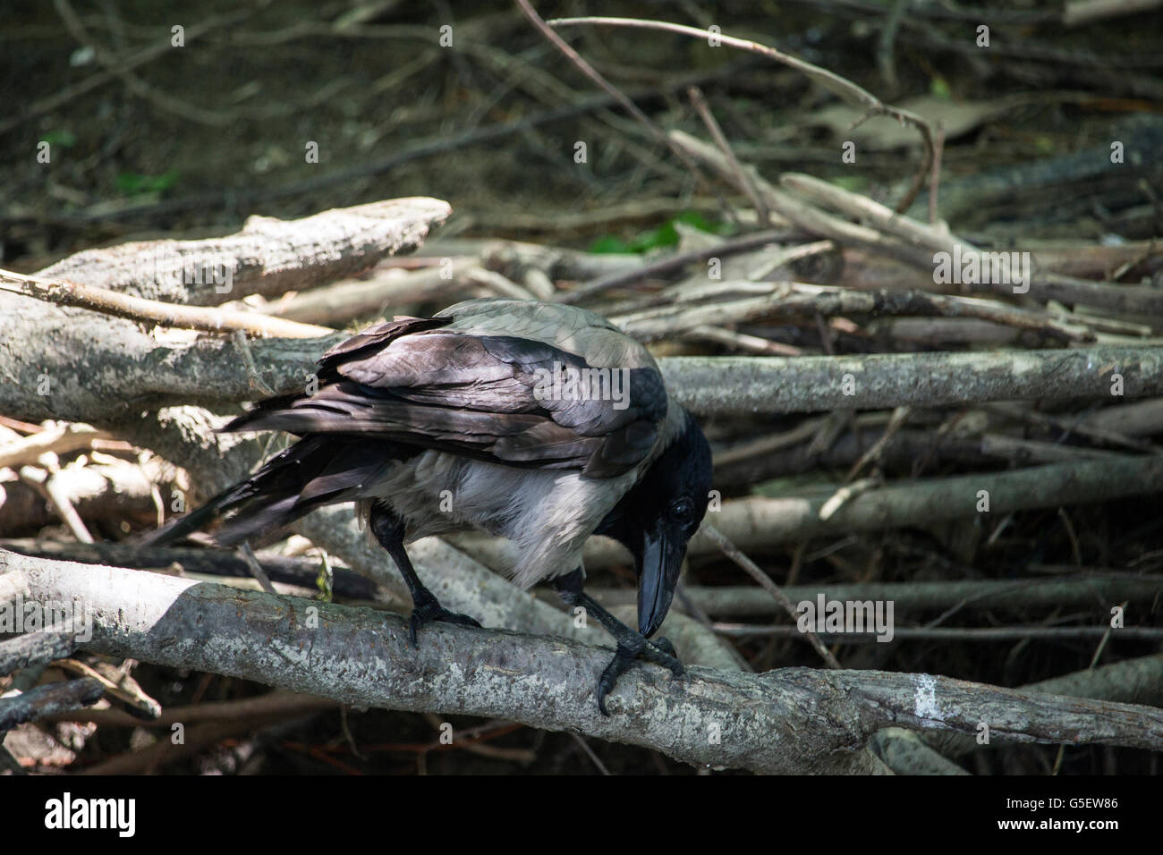 Corvine bird hi-res stock photography and images - Alamy