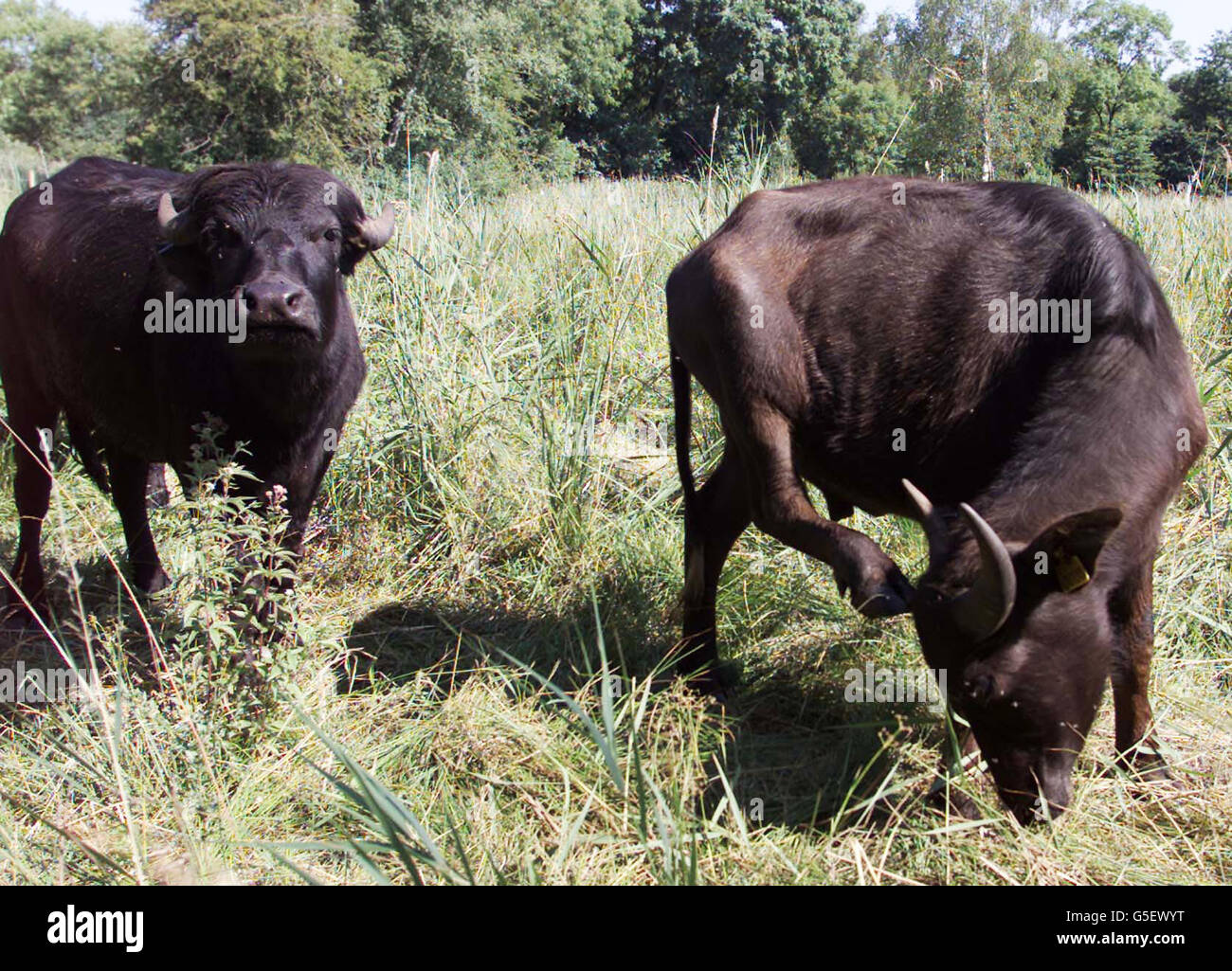 Two of the four Water Buffalo at Chippenham Fen National Nature Reserve ...