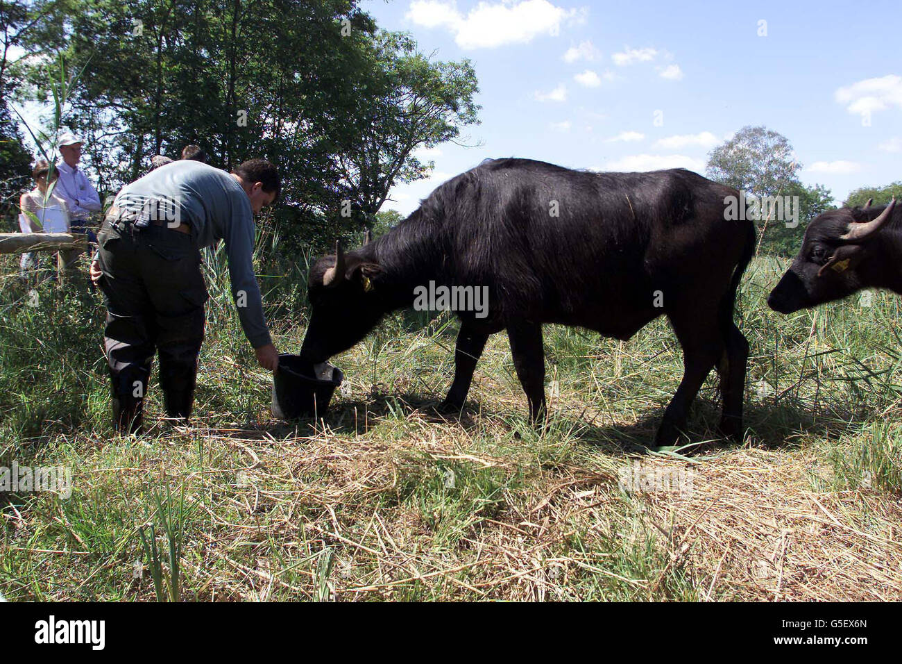 Water buffalo/ Chippenham Fen National Nature Reserve Stock Photo - Alamy