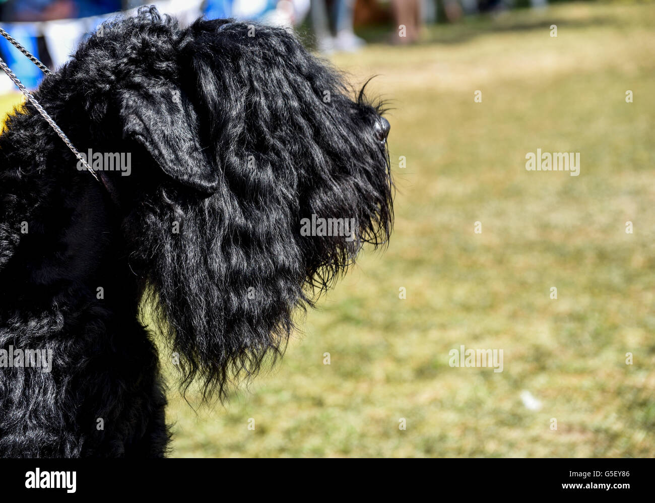 Russian dog show hi-res stock photography and images - Alamy