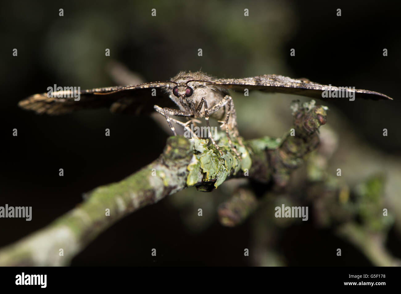 Mottled beauty moth (Alcis repandata). British insect in the family ...