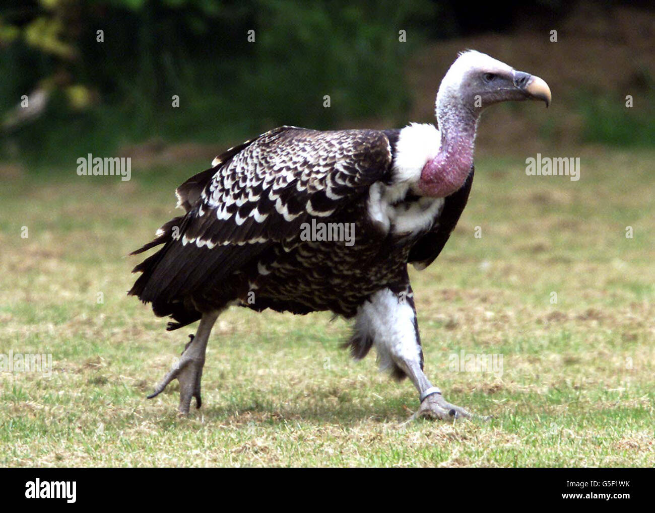 Foster the vulture hi-res stock photography and images - Alamy