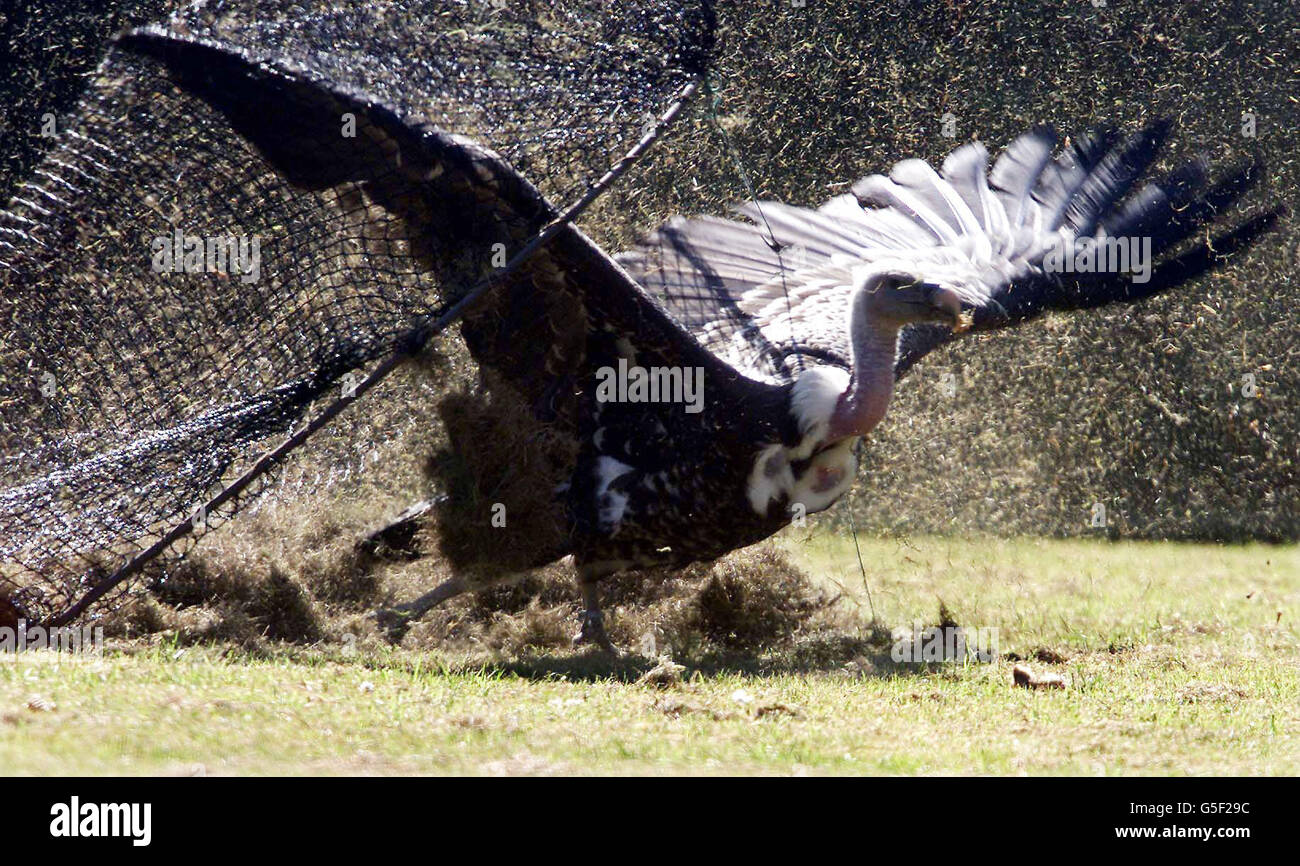 The vulture is almost caught in bow trap in hi-res stock photography ...
