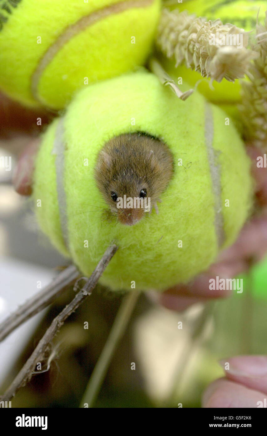 Tim' the harvest mouse in Bristol, finding a new home in one of ...
