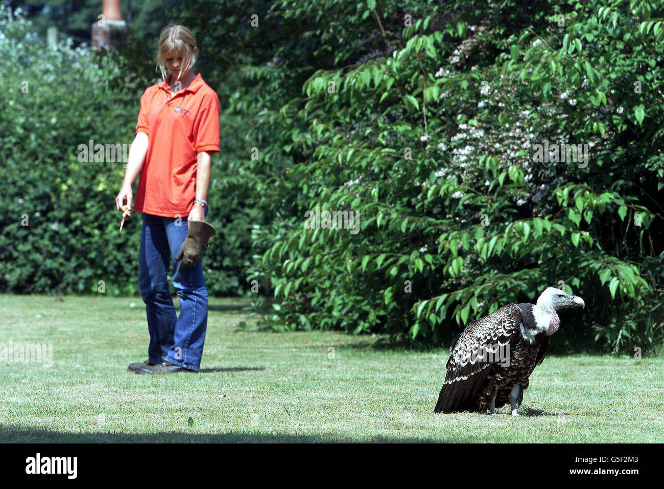 Animal escape bird of prey zoo keeper hi-res stock photography and ...