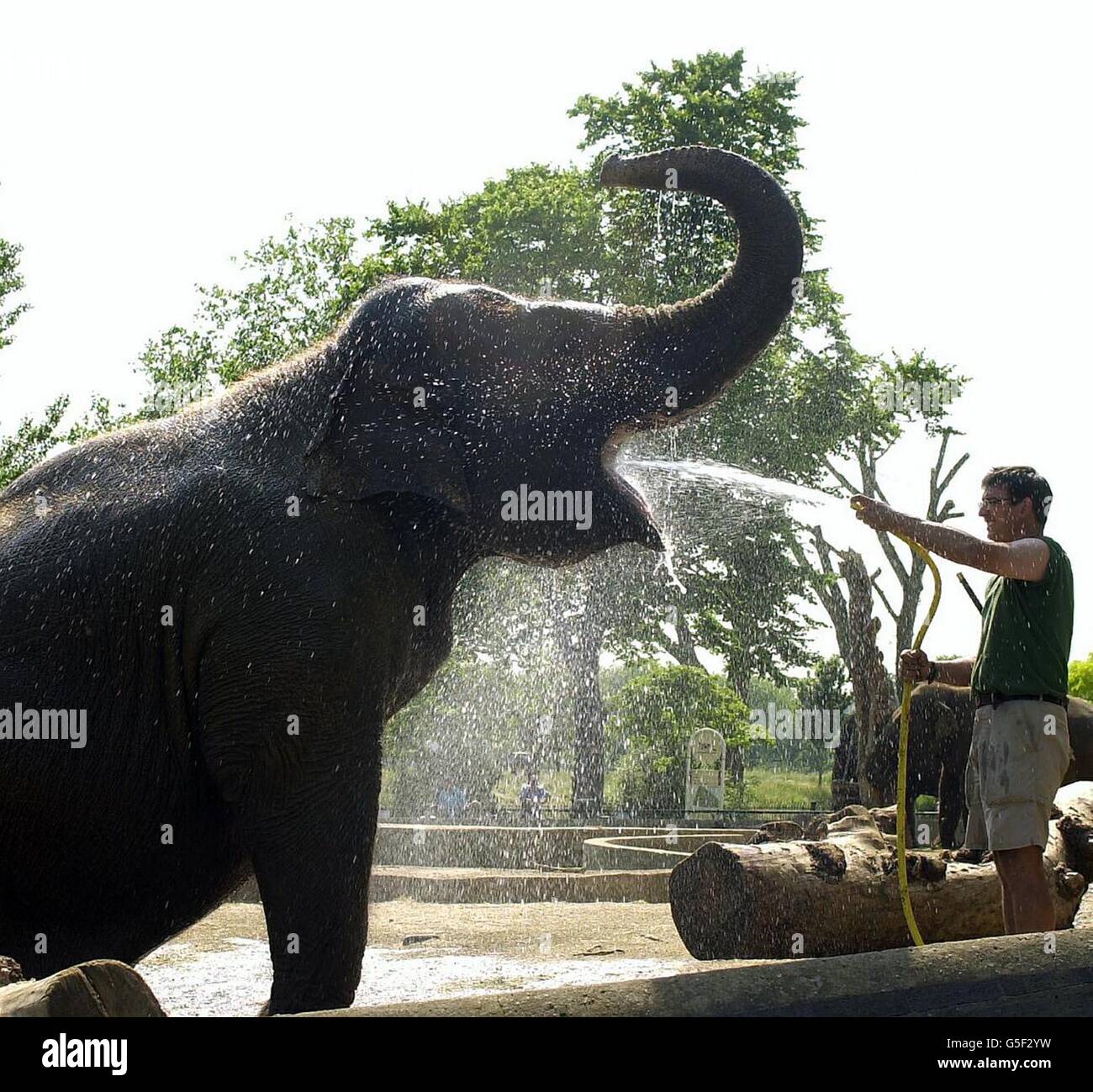 Layang-Layang, a Malaysian elephant getting a shower from her keeper ...