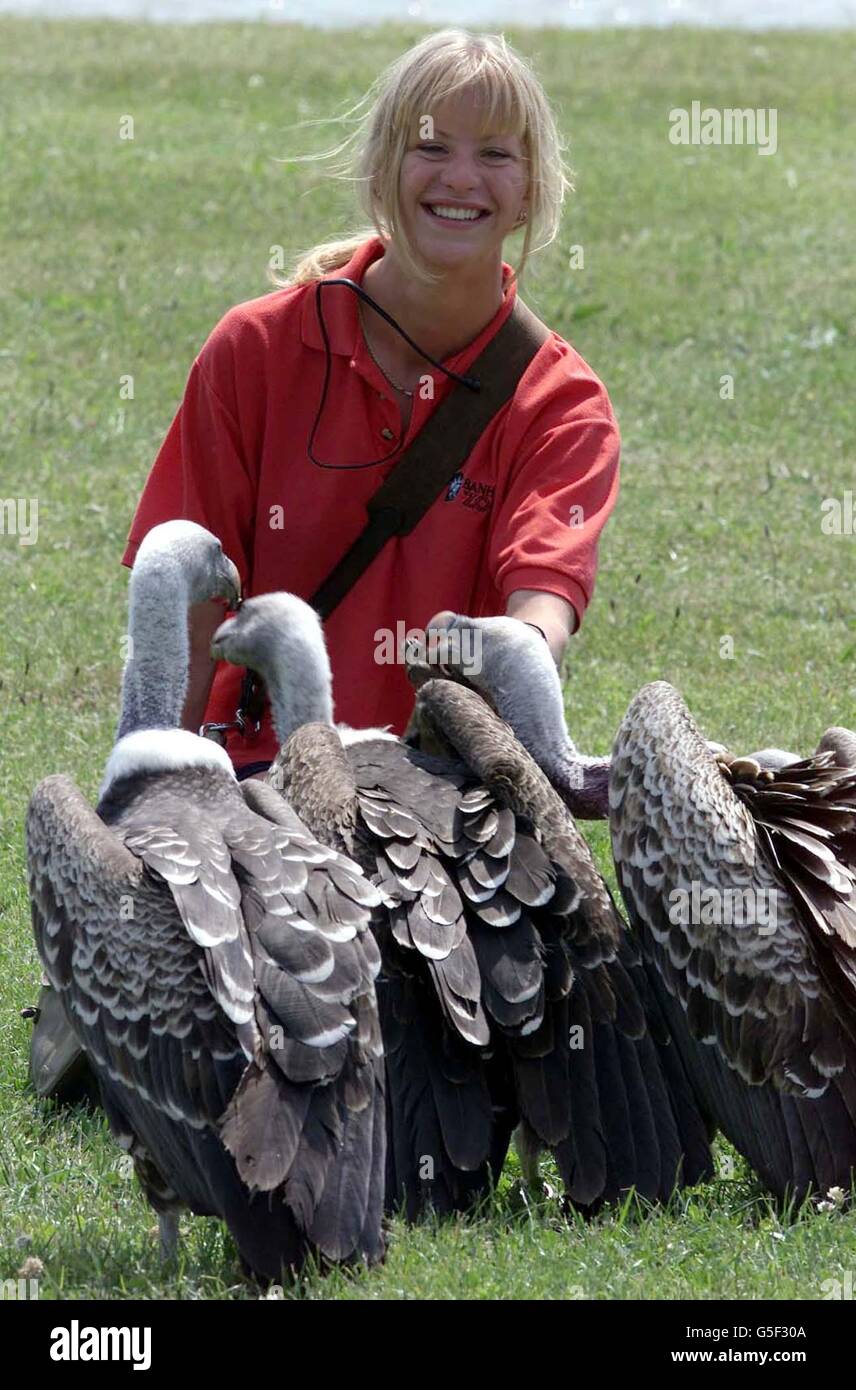 Handler Jo Lobb with other vultures in the aviary at Banham Zoo Nr Diss ...