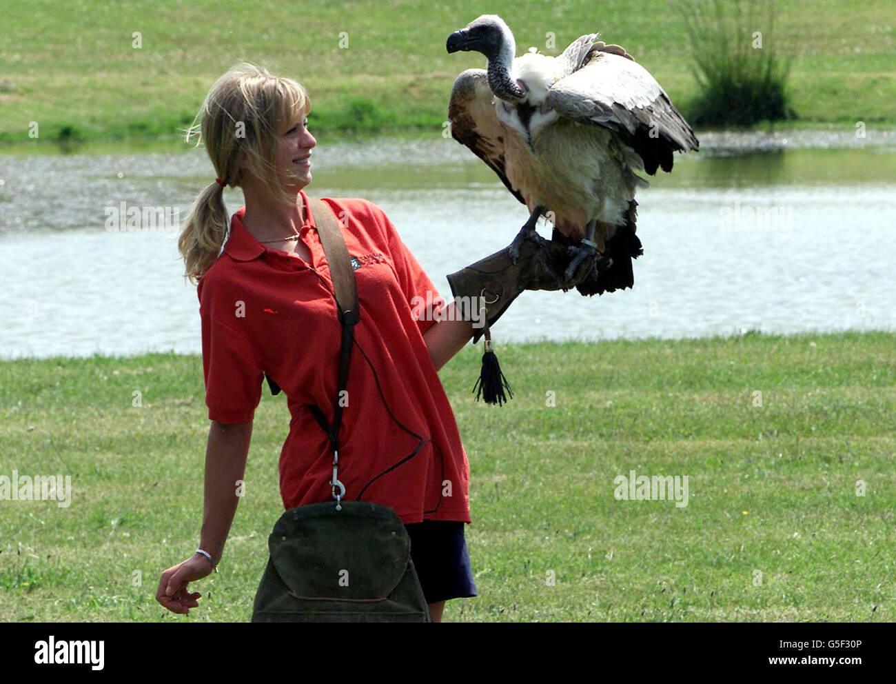 Foster the Vulture with his handler Jo Lobb in the aviary at Banham Zoo ...